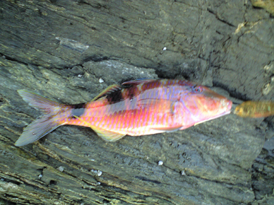 Rip current（離岸流）のおじさん☆